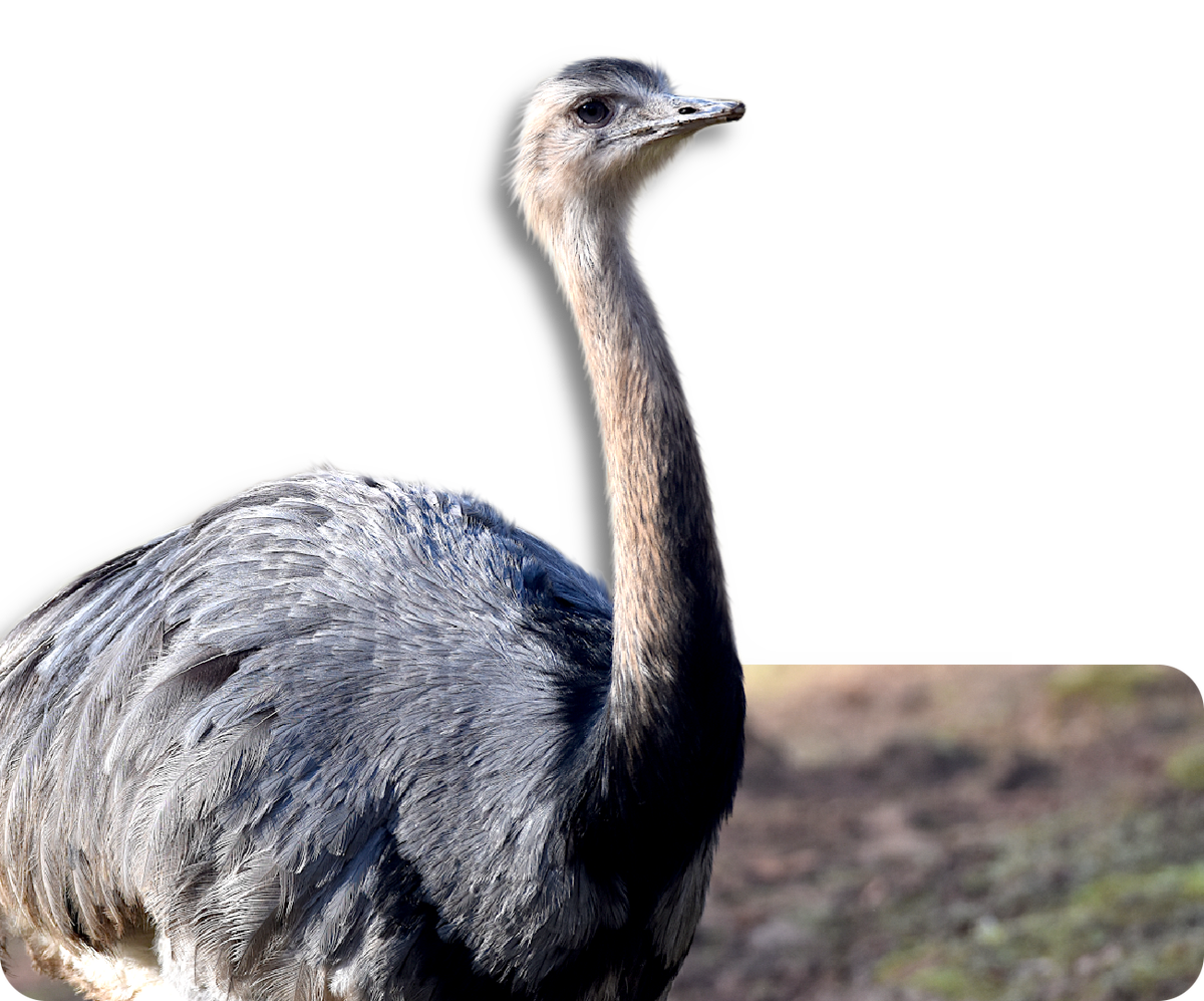 Vögel / Fotodatenbank | tobiszoophotoark