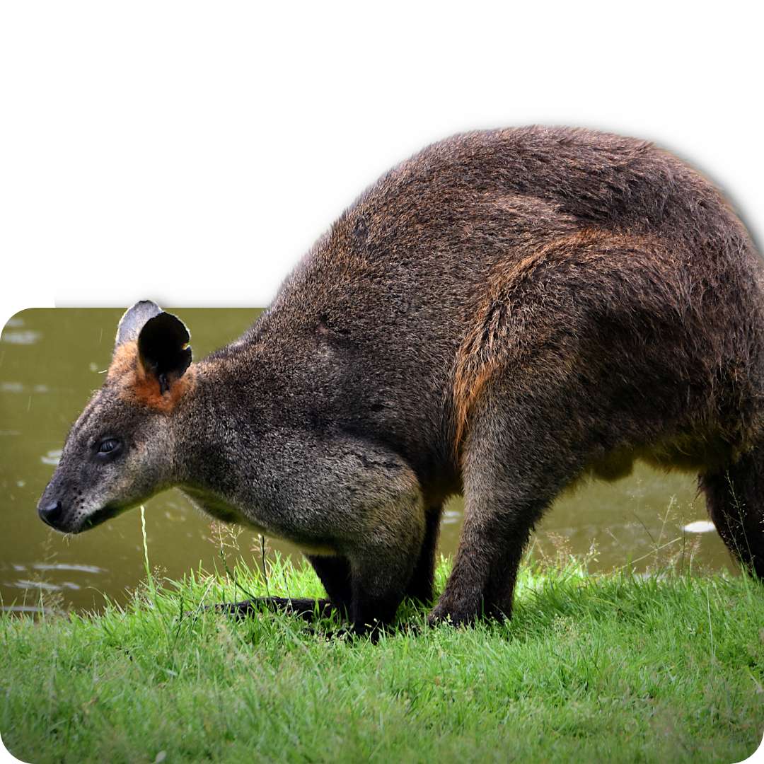 Sumpfwallaby | Fotodatenbank | TobisZoophotoark