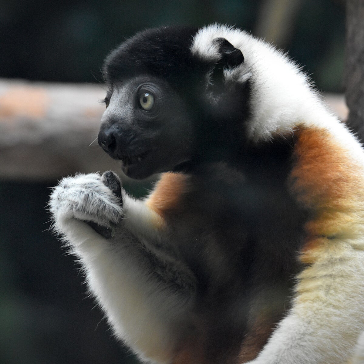 Zoo Heidelberg | Zooberichte | TobisZoophotoark