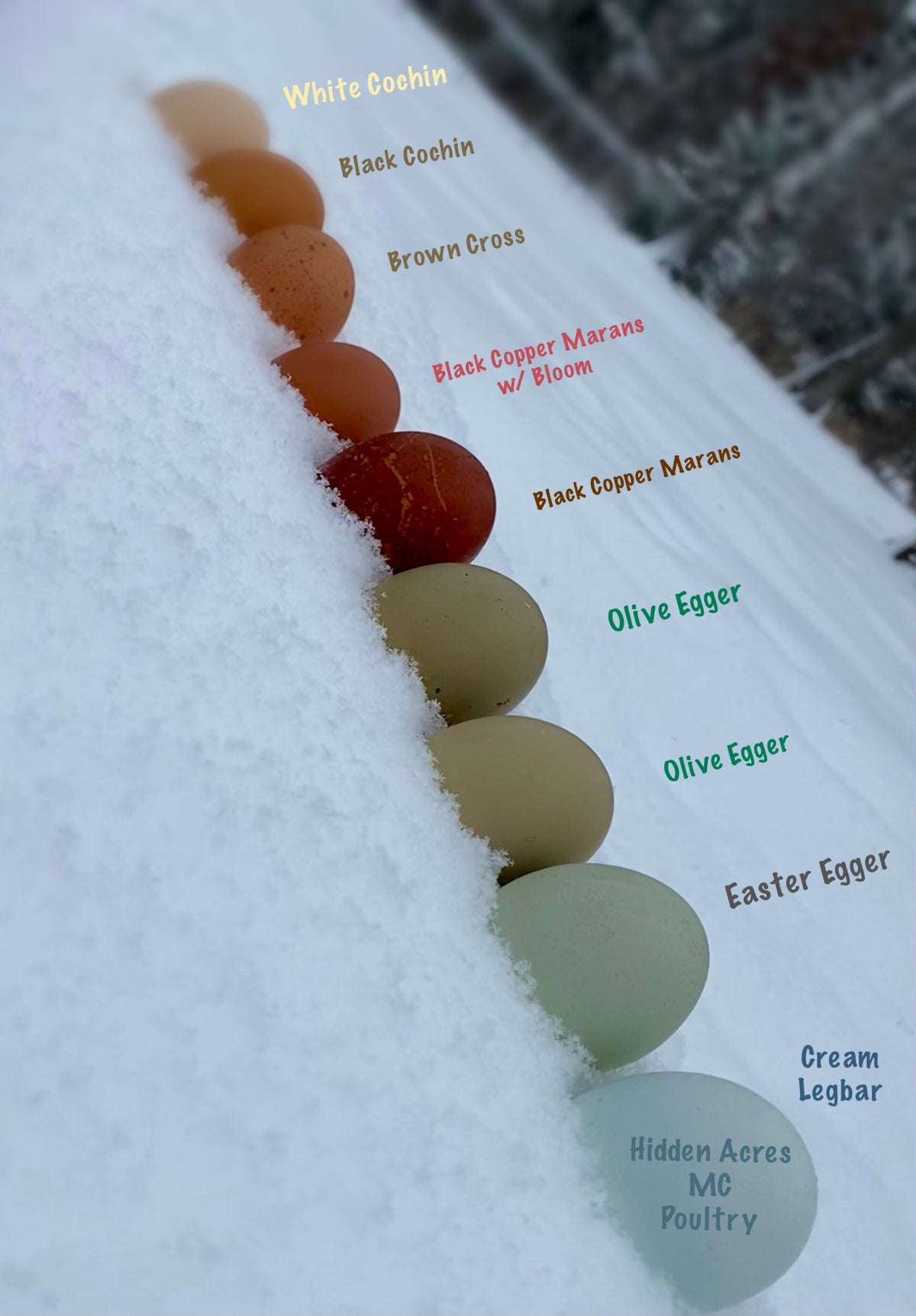 Photo Gallery: Rainbow Eggs | Hidden Acres MC Poultry