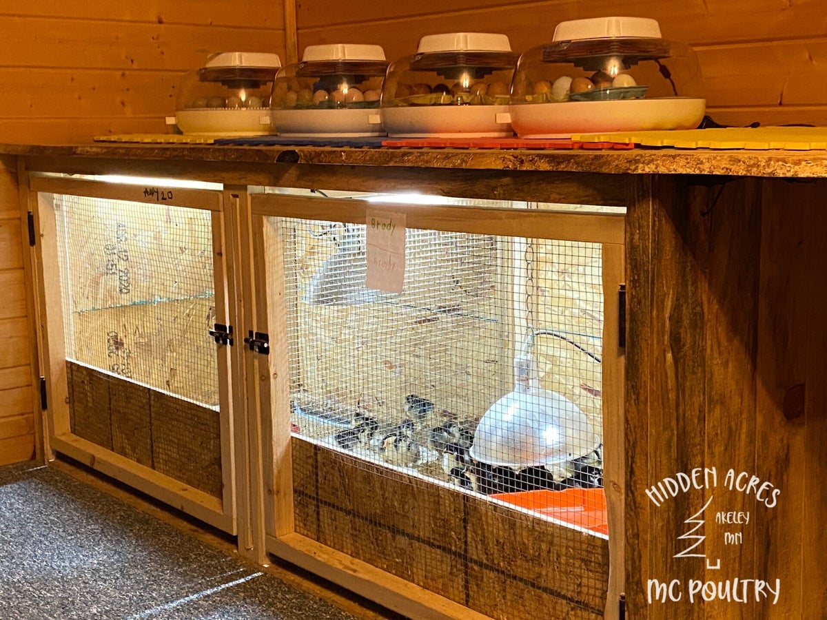 Housing: Coops/Brooders | Hidden Acres MC Poultry