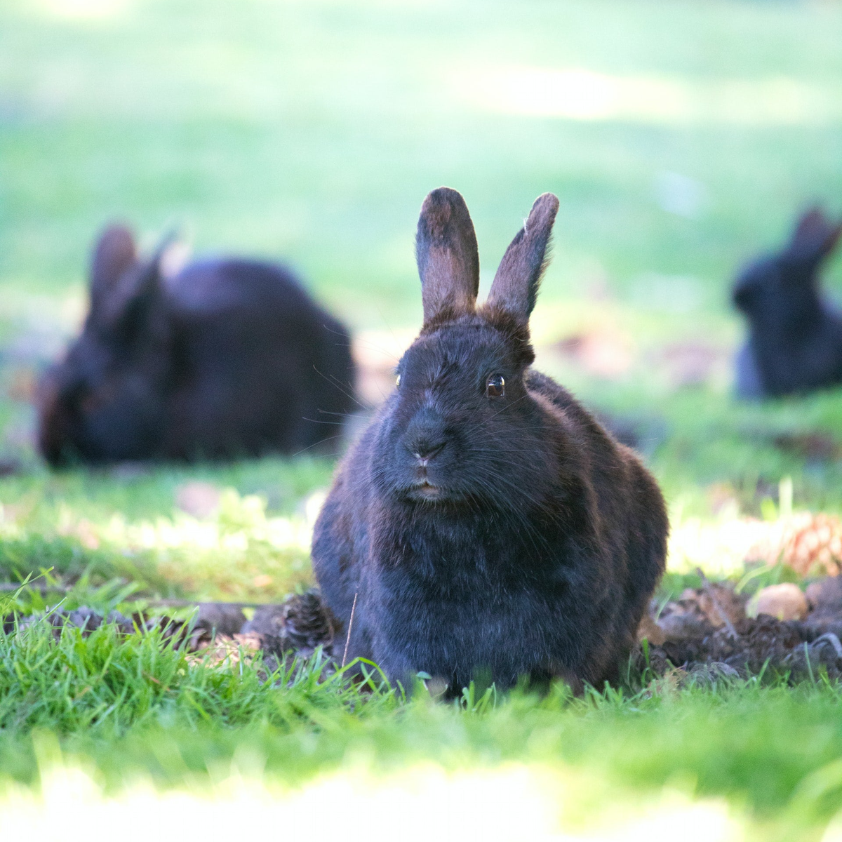 Nature's Wisdom | Hearing Nature's Voice