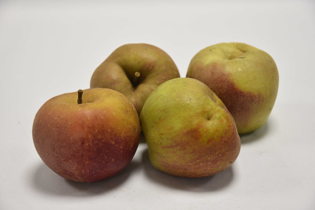 Boskoop appel 1kg | T Groentehuisje