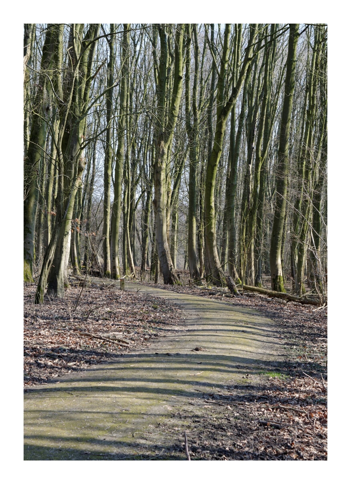 18 | I LOVE THE WOODS Cor Wijtman
