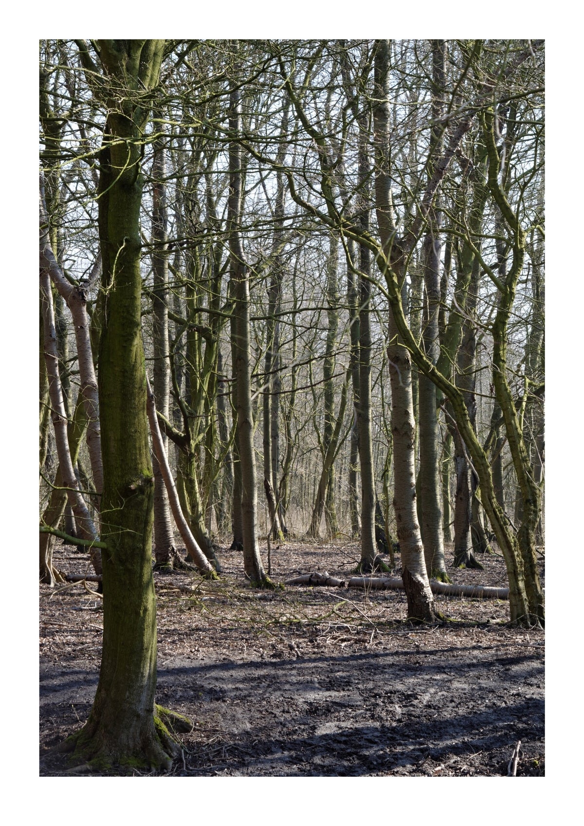 8 | I LOVE THE WOODS Cor Wijtman