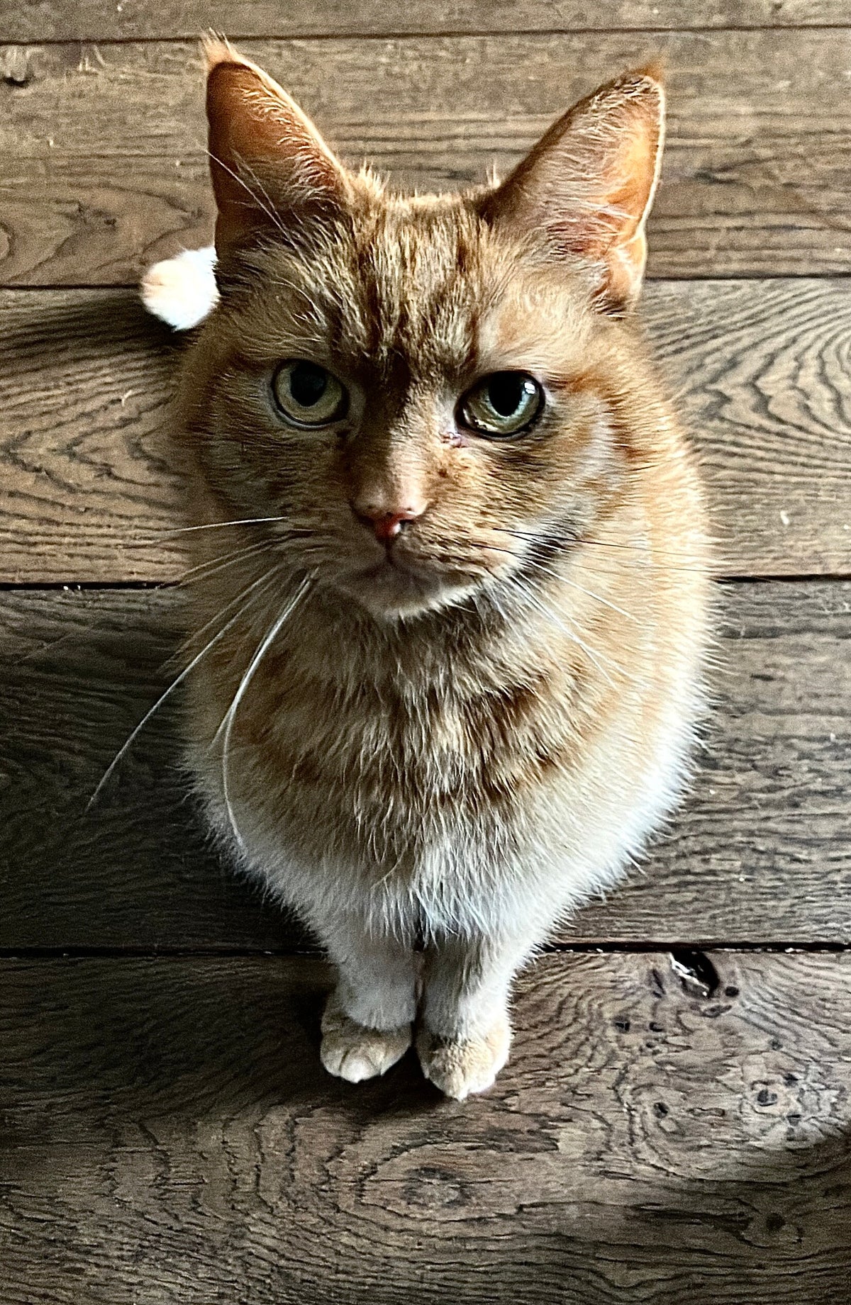 eppes doheem | eppes eppes.lu