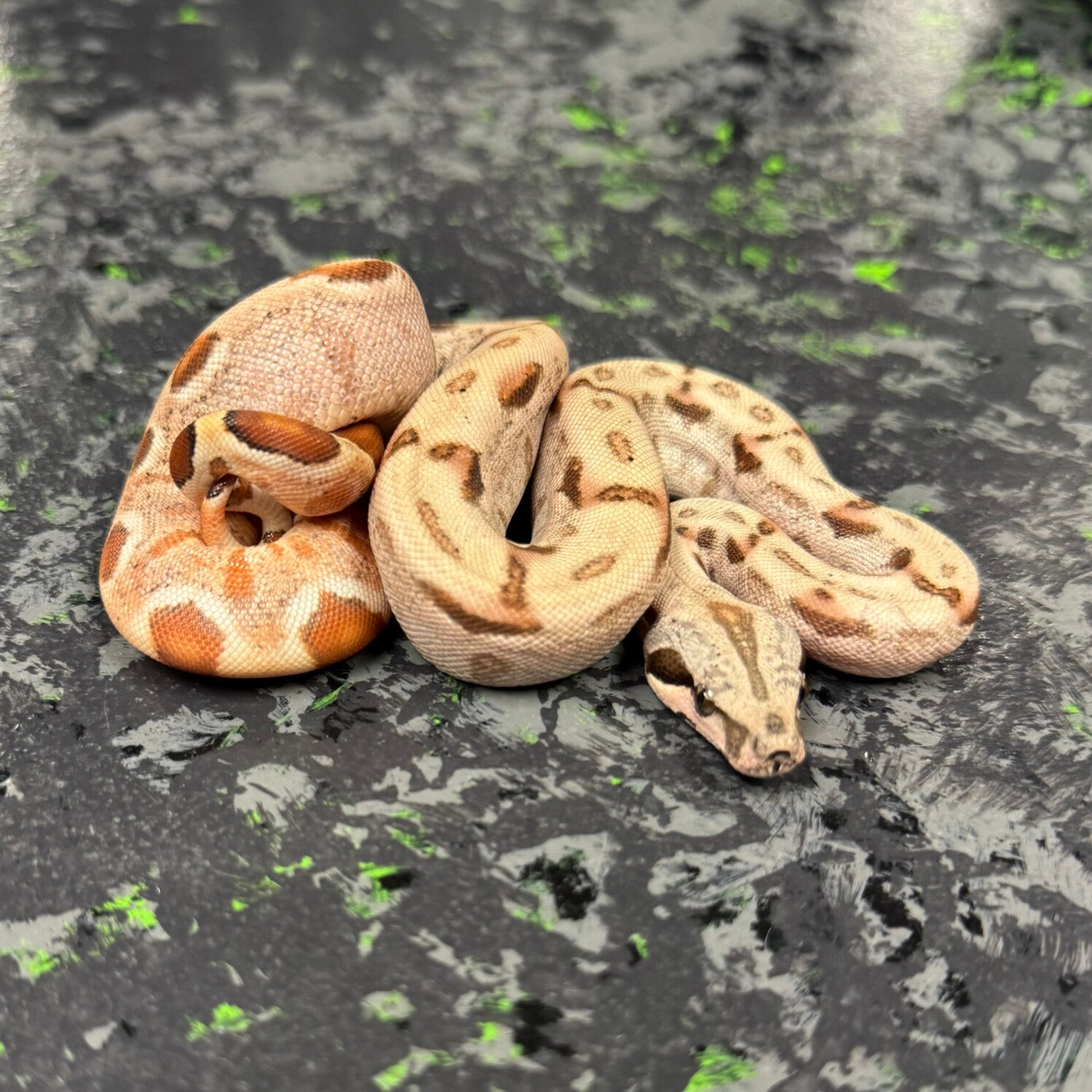 Hypo Kraken Ghost (Boa Constrictor) | Showcase Reptiles