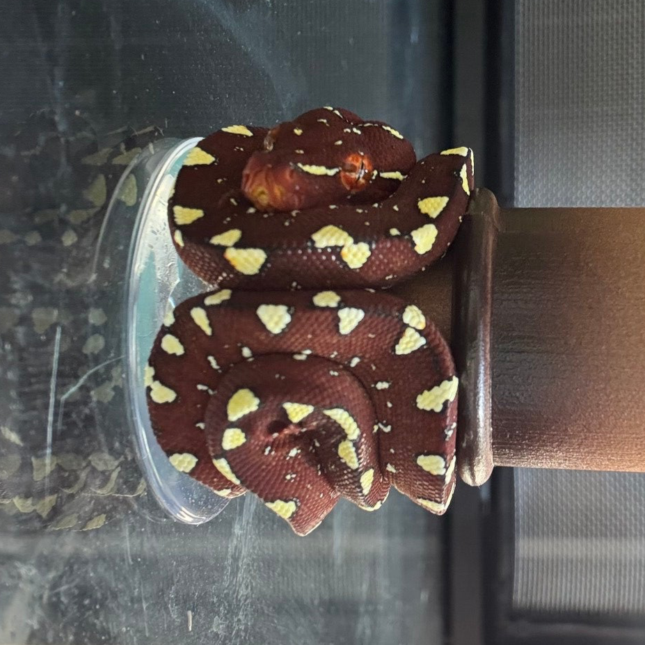 Biak Cyclops Green Tree Python | Showcase Reptiles