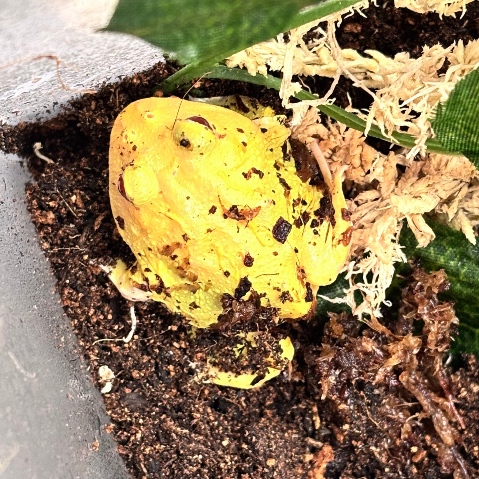 Super Pikachu Pac Man Frog | Showcase Reptiles
