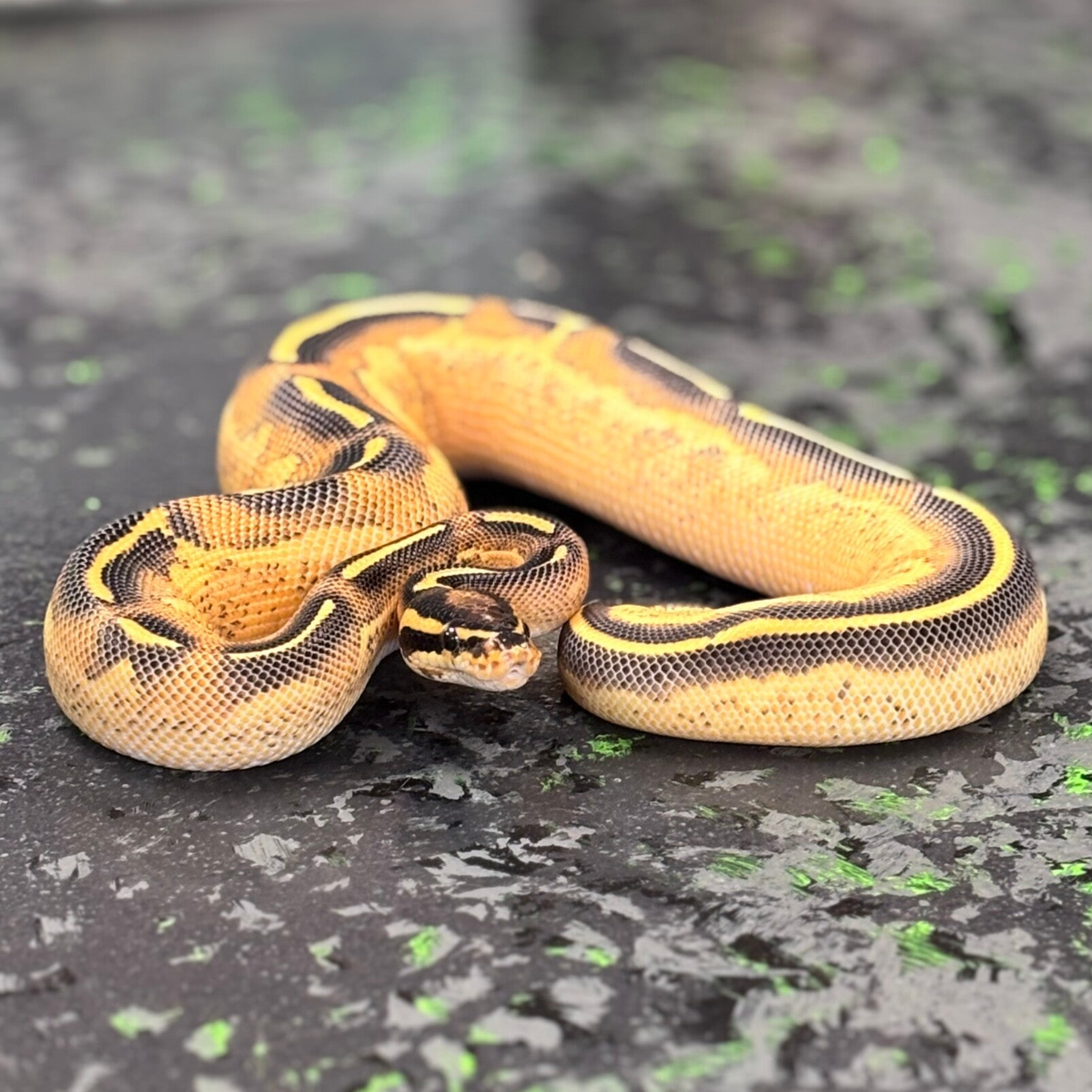 OD Freeway (Ball Python) | Showcase Reptiles