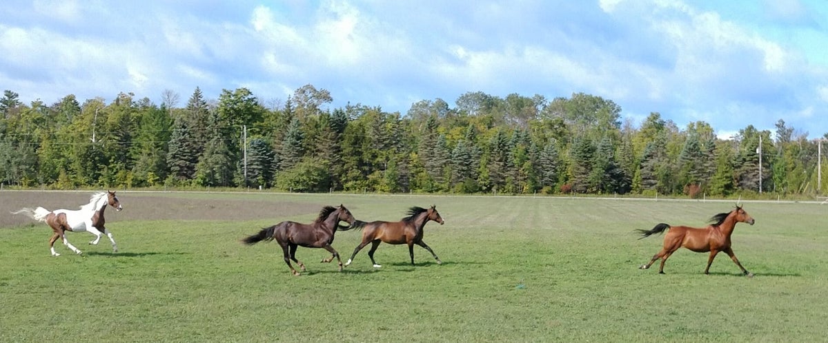 Equine Assisted Therapy | MKM Equine Synergy Services