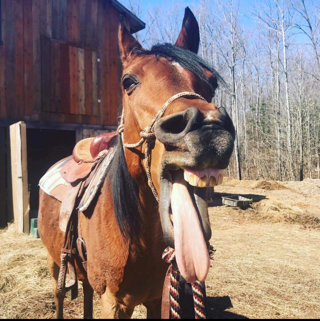 Equine Assisted Therapy | MKM Equine Synergy Services