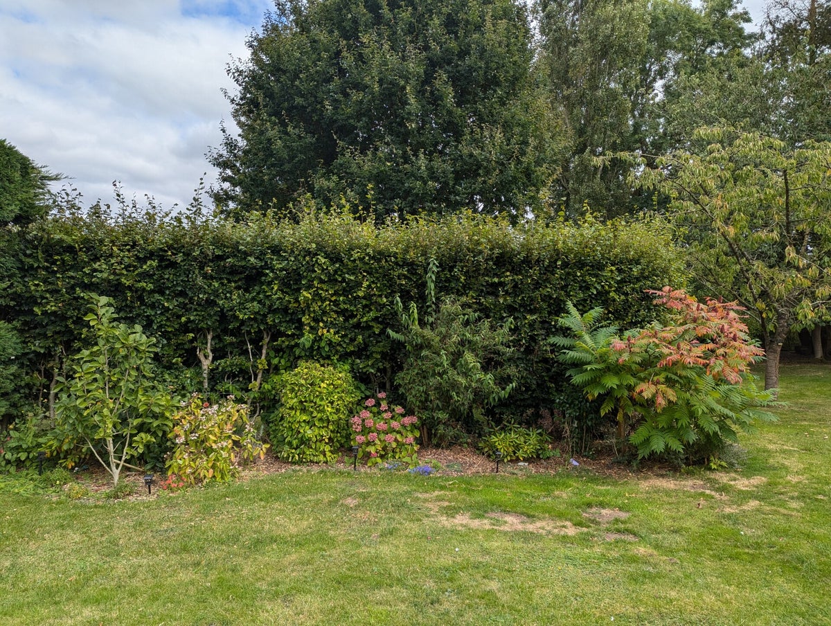 Hedge cutting | Shaw Thing Landscaping