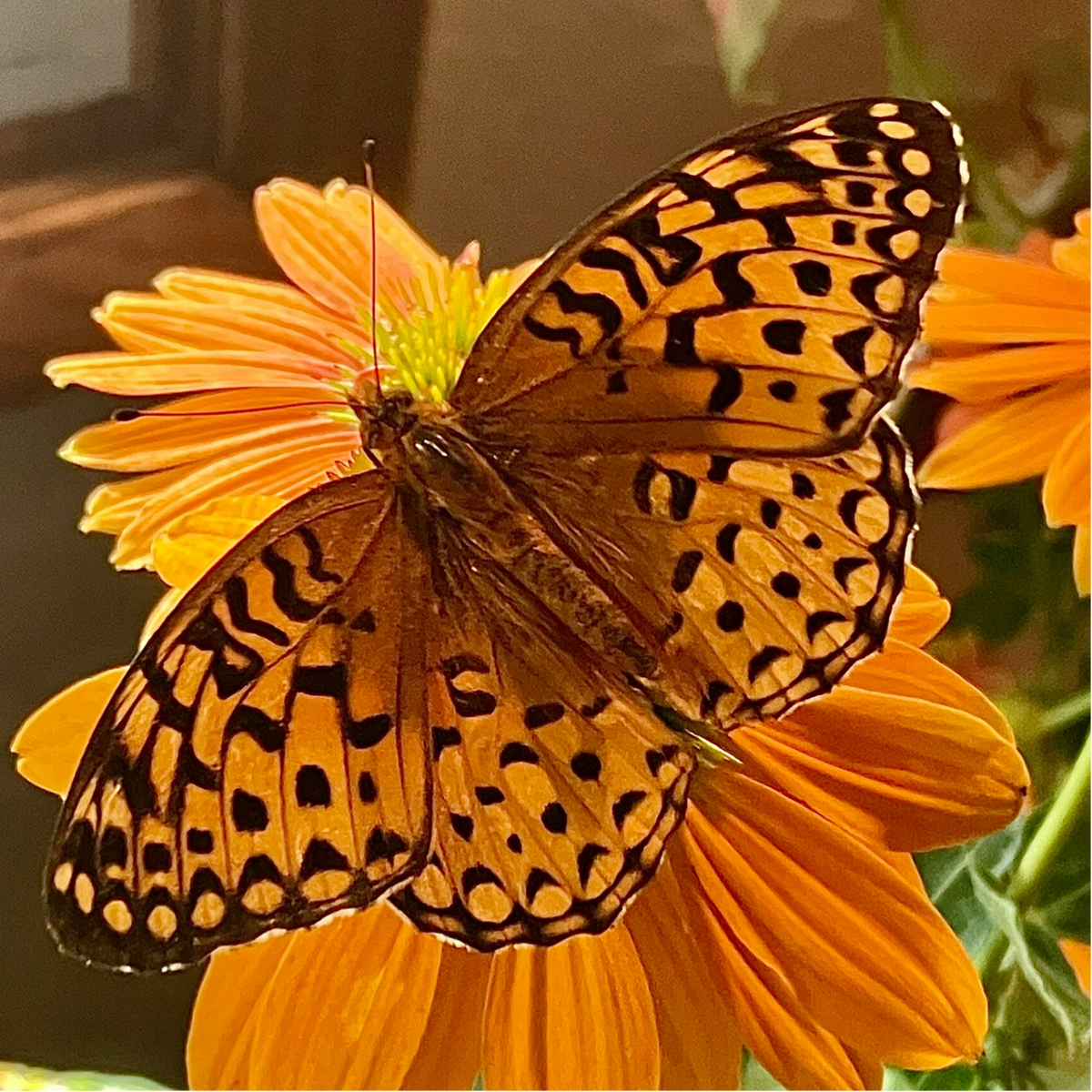 Greaters / Other Eastern Fritillaries / Regal Fritillary Resources ...