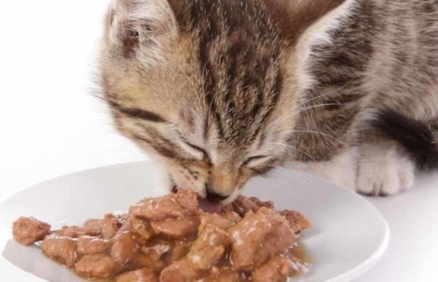 Natvoer Kat | Sky's Dierenspeciaalzaak