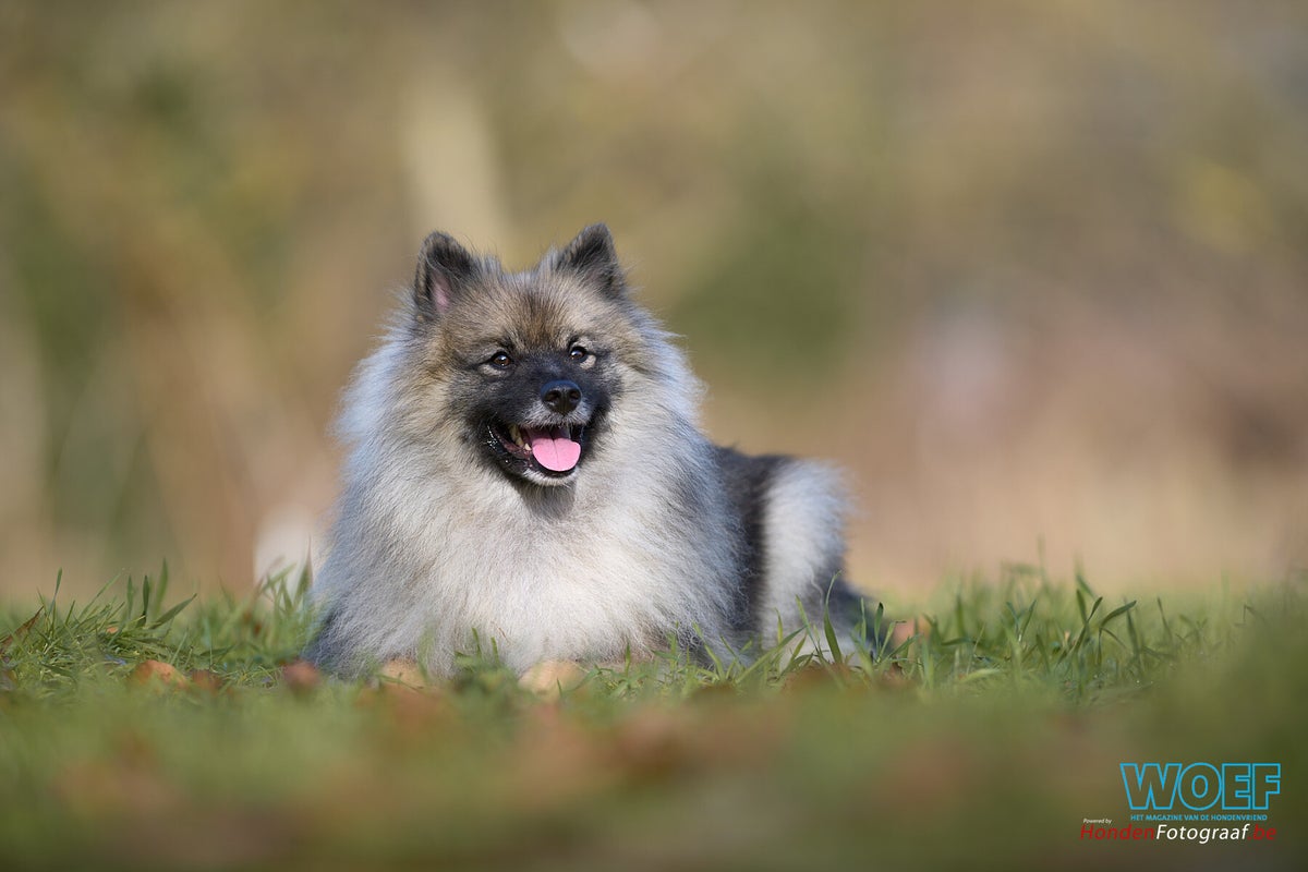 Keeshond | Grey in Wonderland - Grote grijze Keeshonden