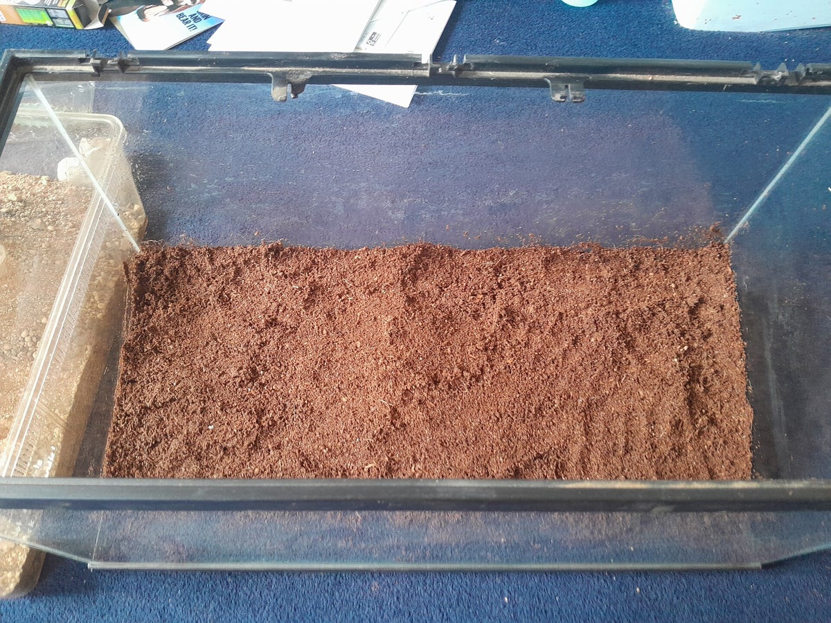 Building a natural Blue Death Feigning Beetle habitat