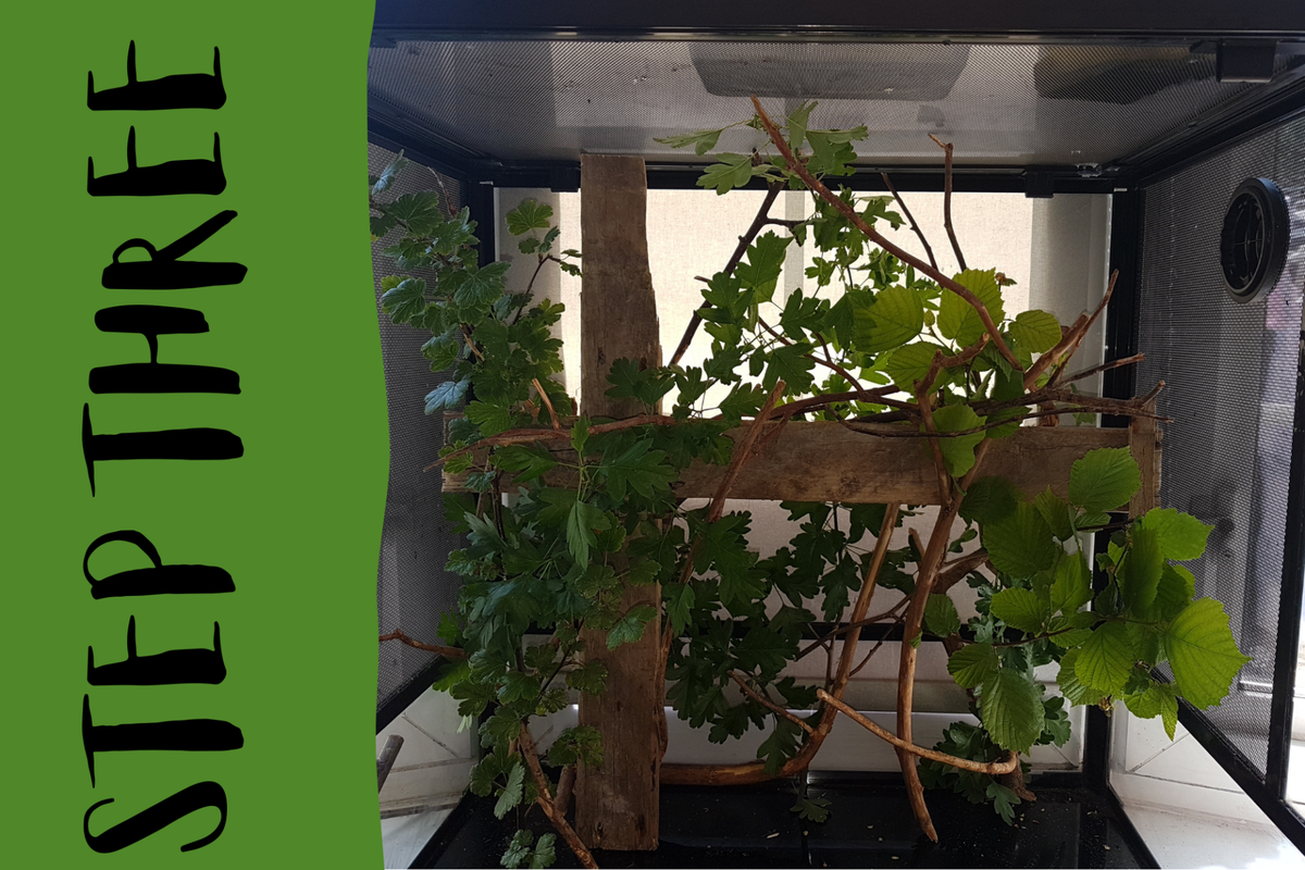 Building a Naturalistic Harvest Mouse enclosure