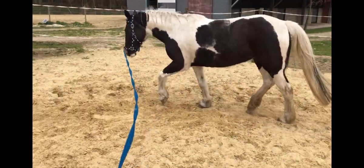 Diensten | Ponytopia