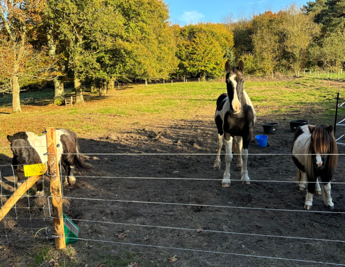 Ponytopia