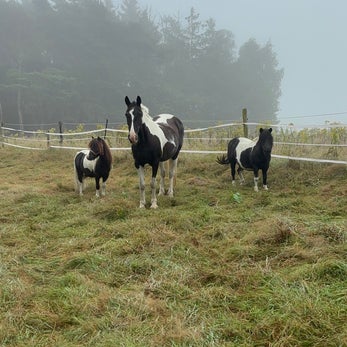 Diensten | Ponytopia