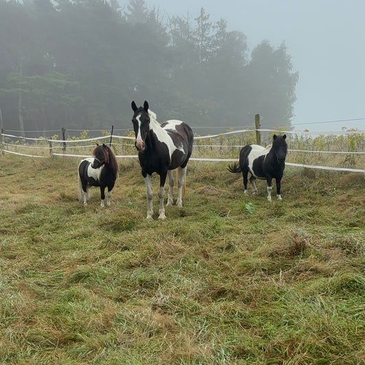 Diensten | Ponytopia