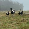 Diensten | Ponytopia