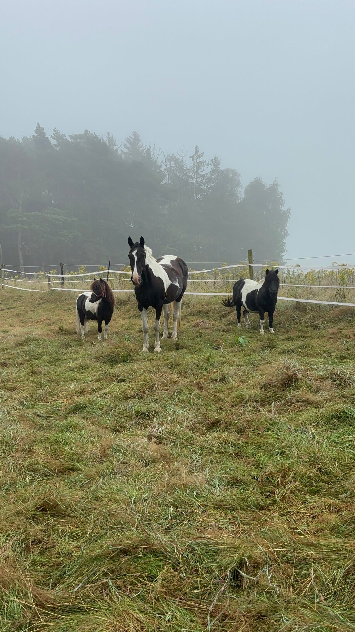 Diensten | Ponytopia