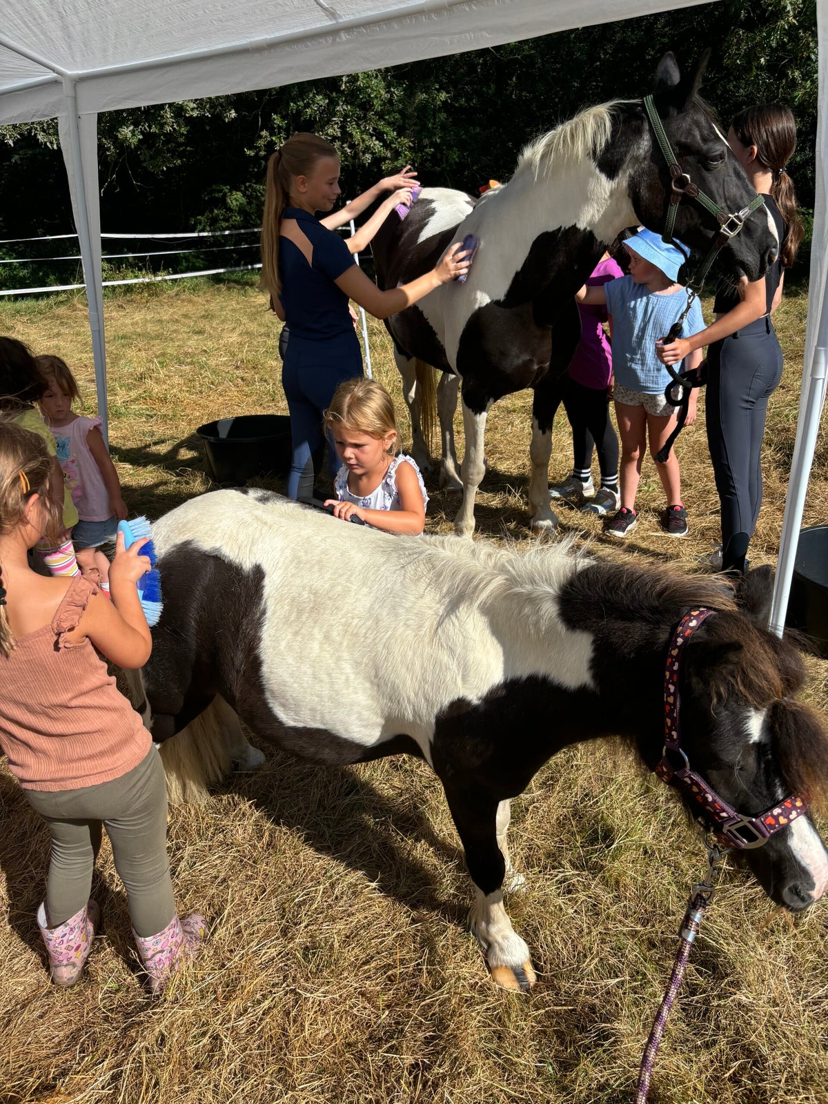 Diensten | Ponytopia