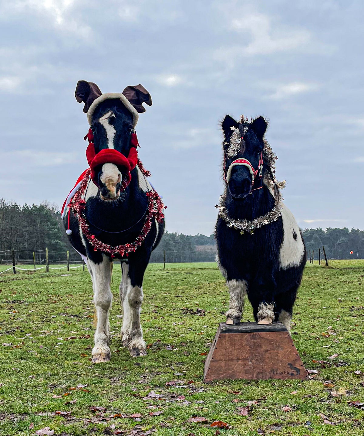 Diensten | Ponytopia