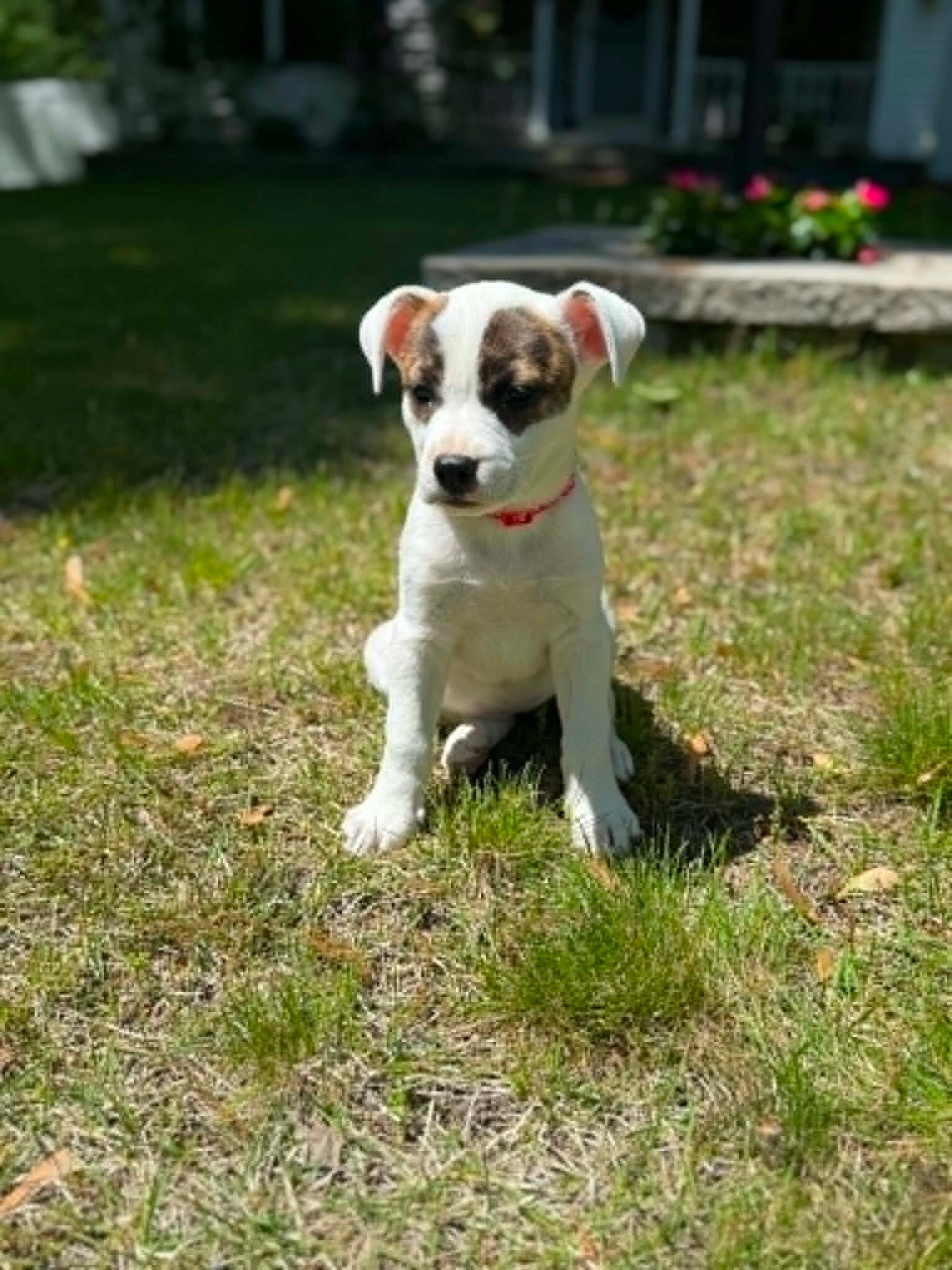 Stella / Available Dogs / Adopting | Petey's Legacy