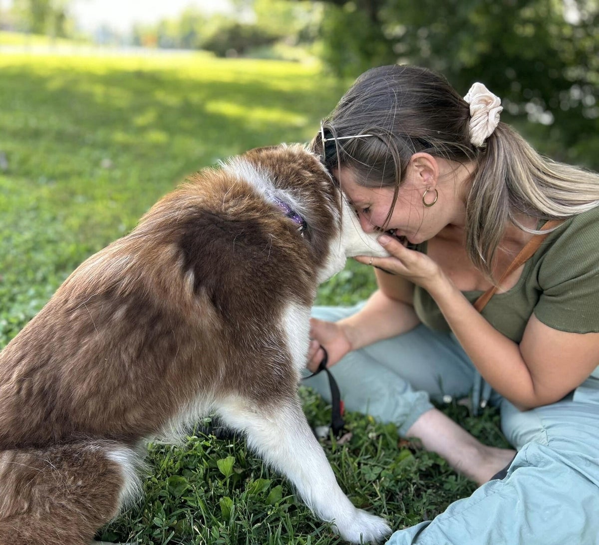 À propos | Pomsky fur