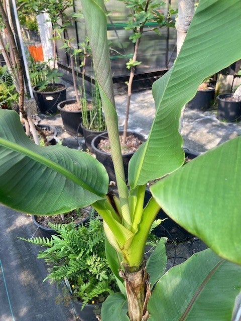 bananenbomen / Plantshop | PicassoGreens