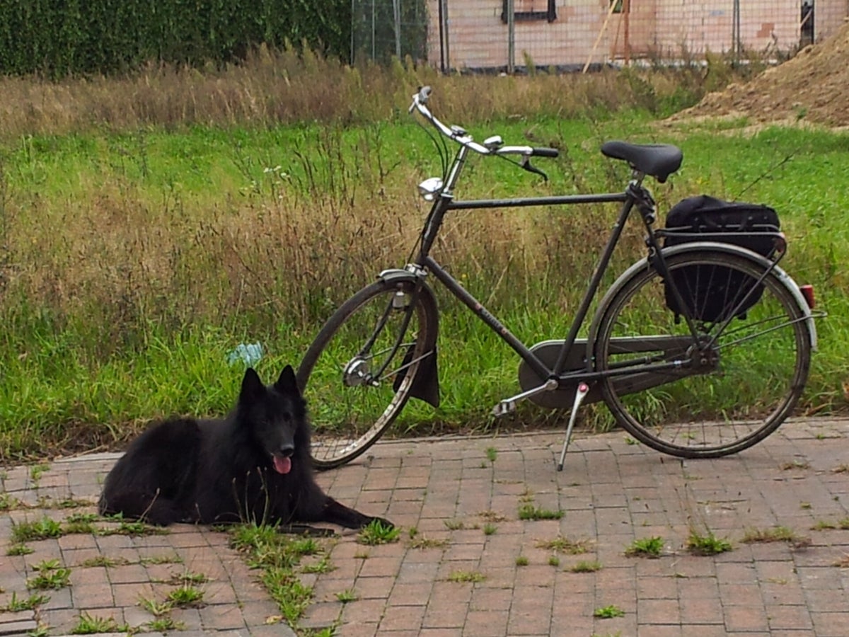 Yaken | Persoonlijke hondenbegeleiding