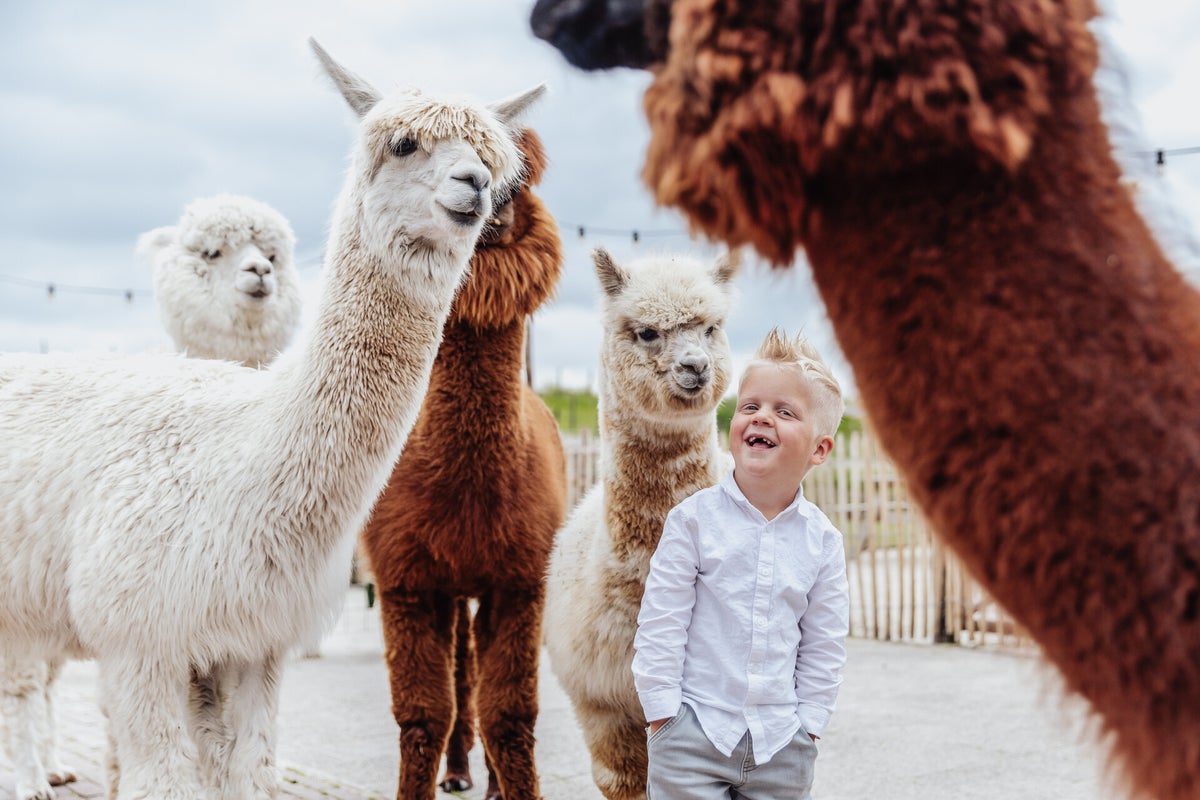 Kinderfeestje met alpaca's | AlpaCasa