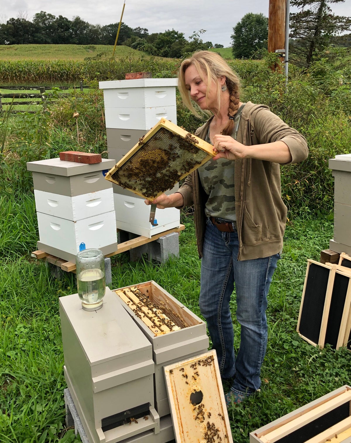 Honey Bees | cherry lane farm