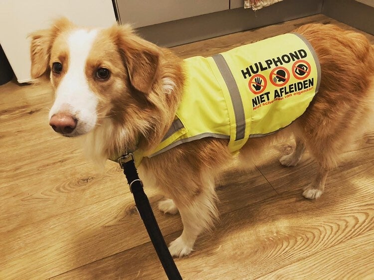 Hulphond vest hulphond dekje