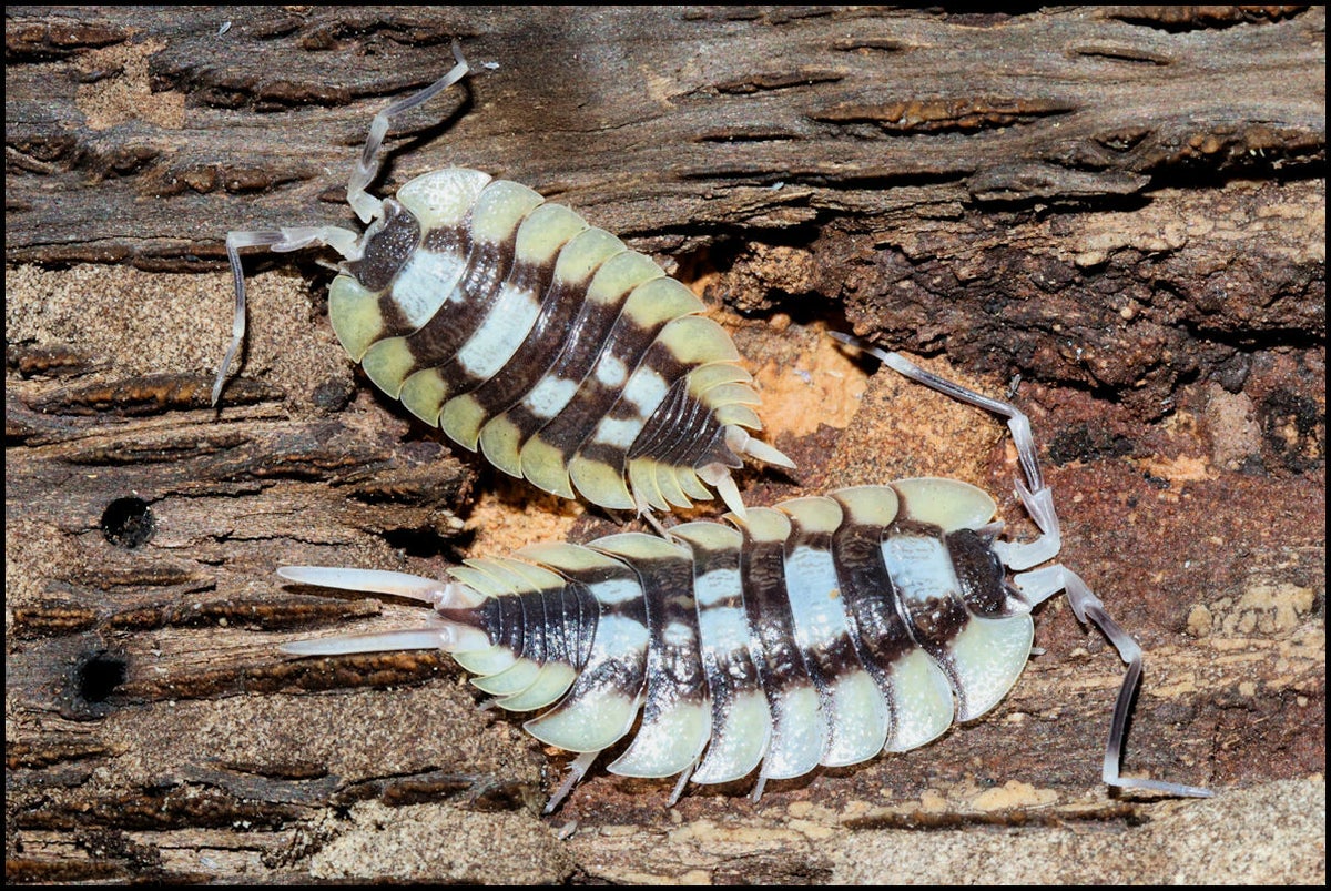 Porcellio expansus / Porcellio / Soorten | Porcellio isopods