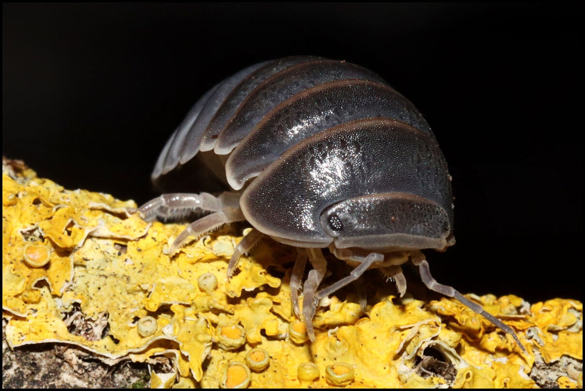 Armadillo officinalis 'Greece' / Overige soorten 01 / Soorten ...