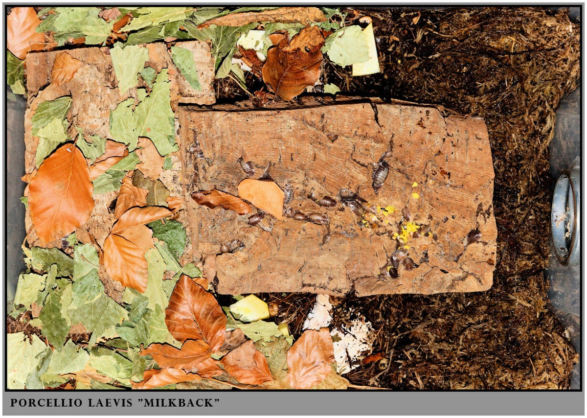 P. laevis 'milk back / Porcellio 02 / Soorten | Porcellio isopods