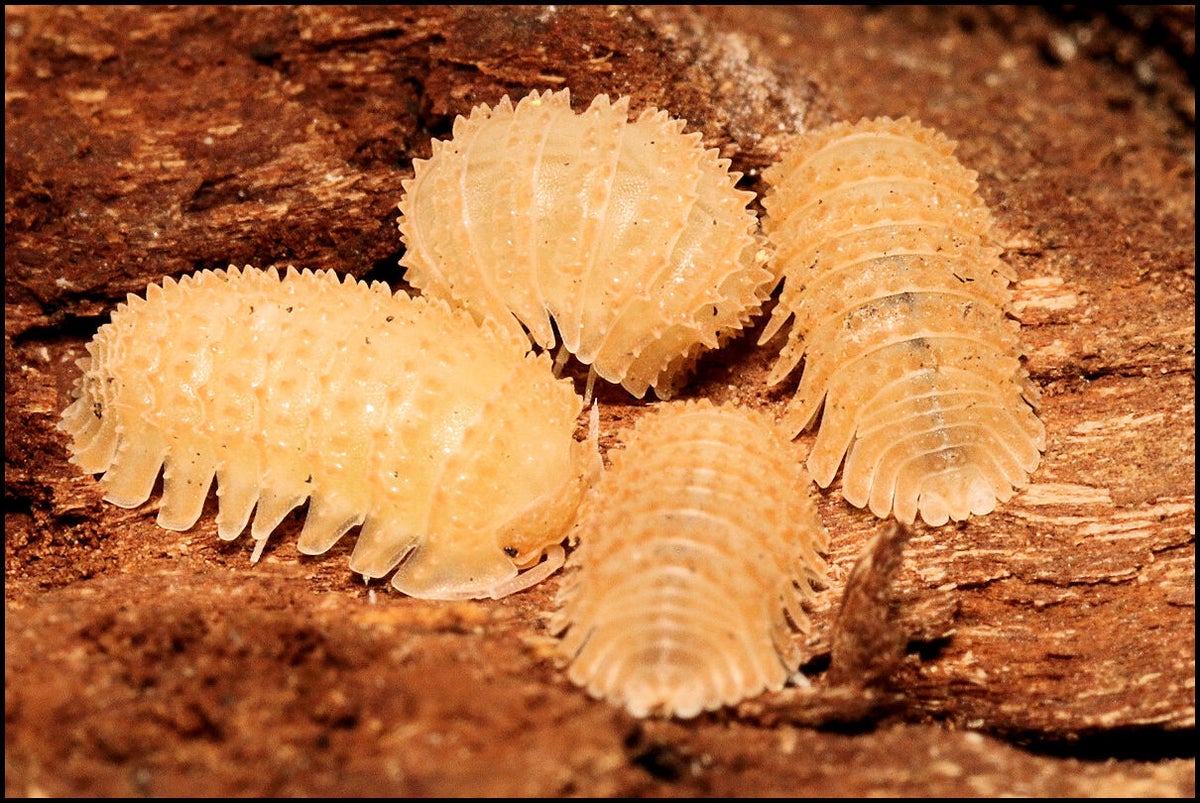 Cristarmadillidium muricatum / Overige soorten 01 / Soorten | Porcellio ...