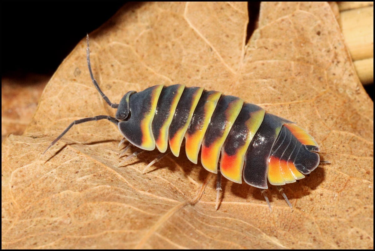 Merulanella spec. 'ember bee' / Merulanella / Soorten | Porcellio isopods