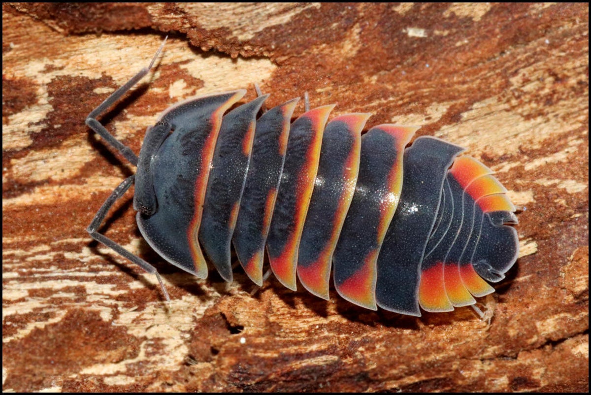 Merulanella spec. 'ember bee' / Merulanella / Soorten | Porcellio isopods