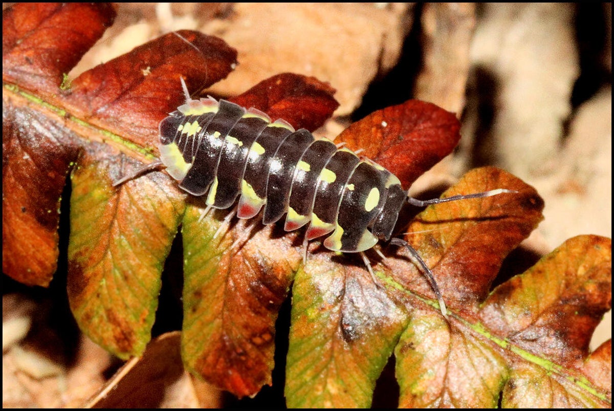 Merulanella spec. 'red diablo' / Merulanella / Soorten | Porcellio isopods
