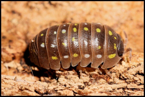 A. frontetriangulum 'Corfu' / Armadillidium 01 / Soorten | Porcellio ...