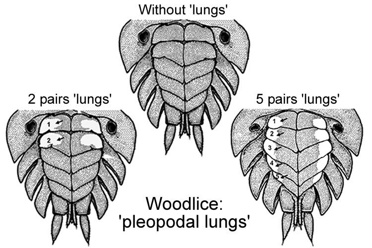 Literatuur | Porcellio isopods