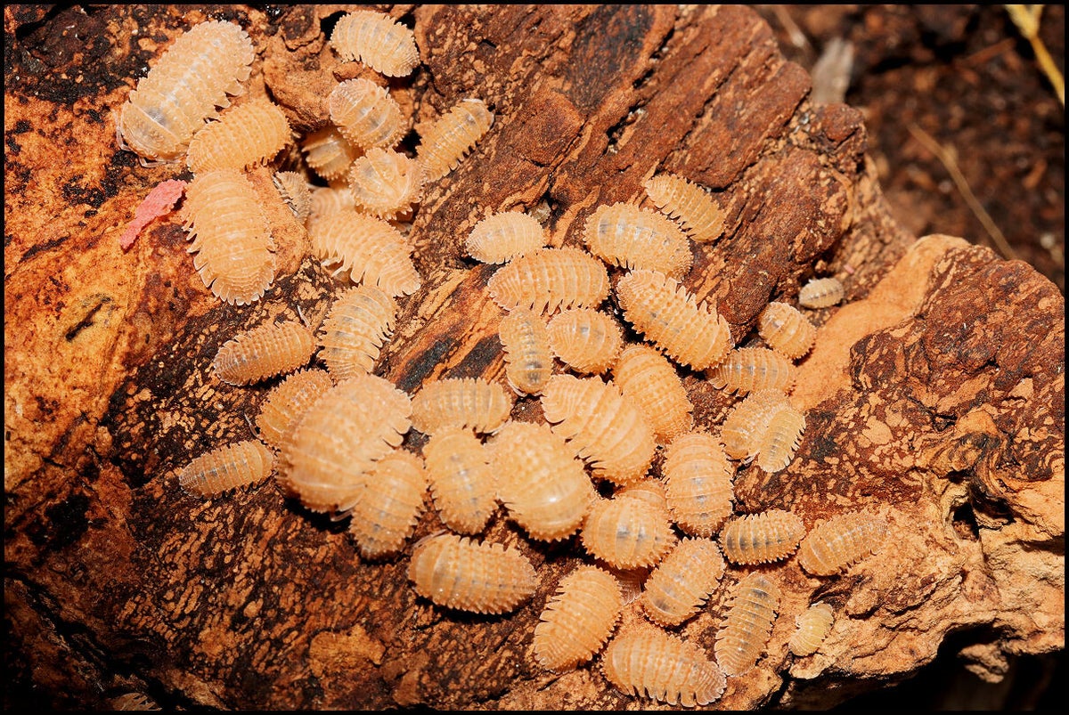 Cristarmadillidium muricatum / Overige soorten 01 / Soorten | Porcellio ...