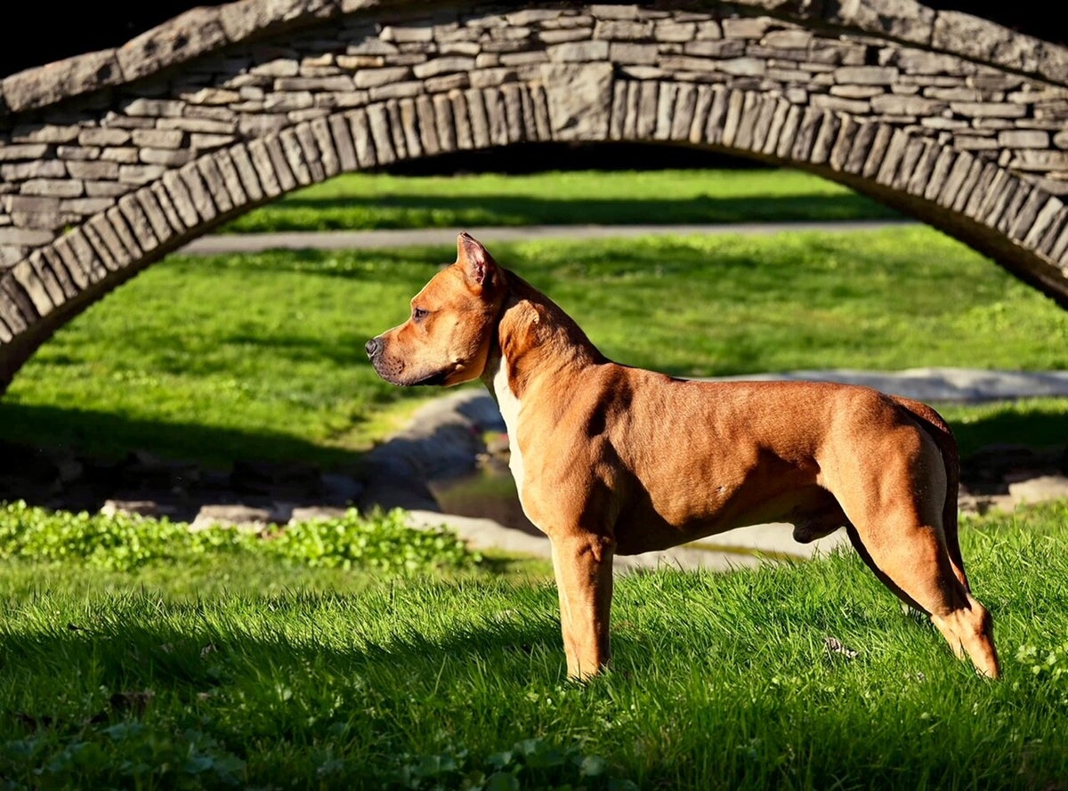 Amstaff Standard / AMERICAN STAFFORDSHIRE TERRIERS | Highwood Kennel