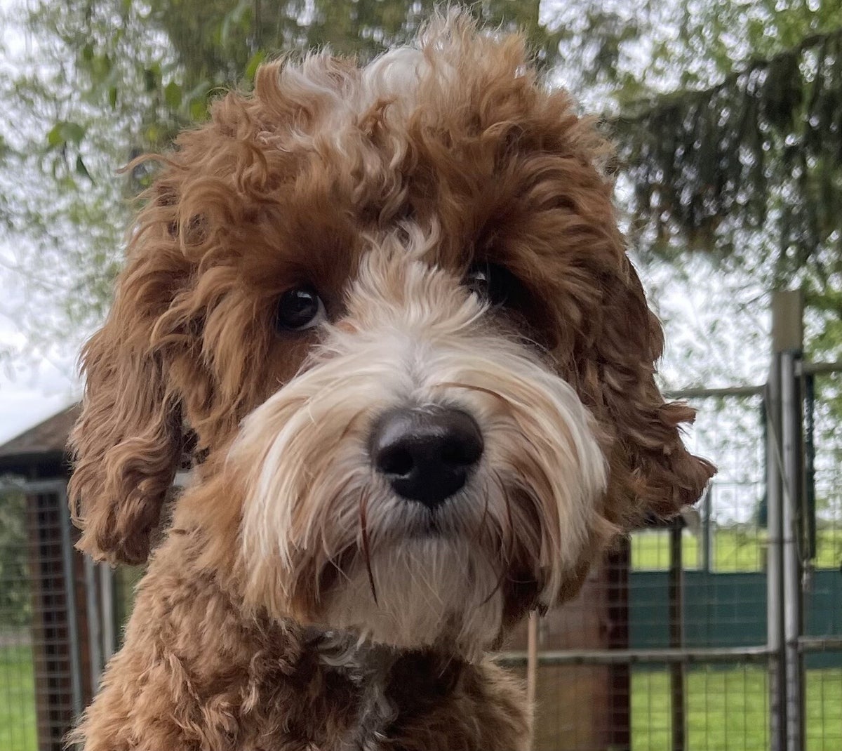 Mijn roedel Australian Labradoodles | Smiling Face Doodles