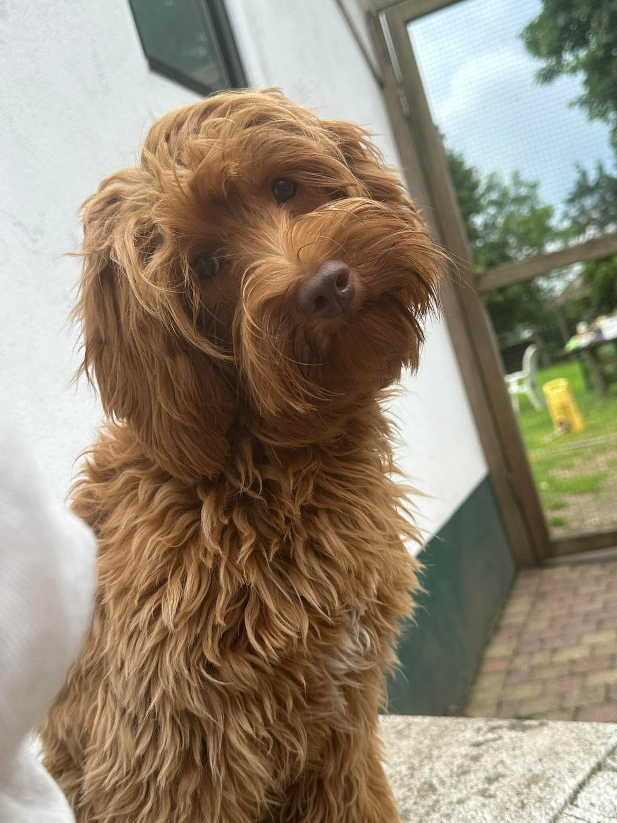 Mijn roedel Australian Labradoodles | Smiling Face Doodles